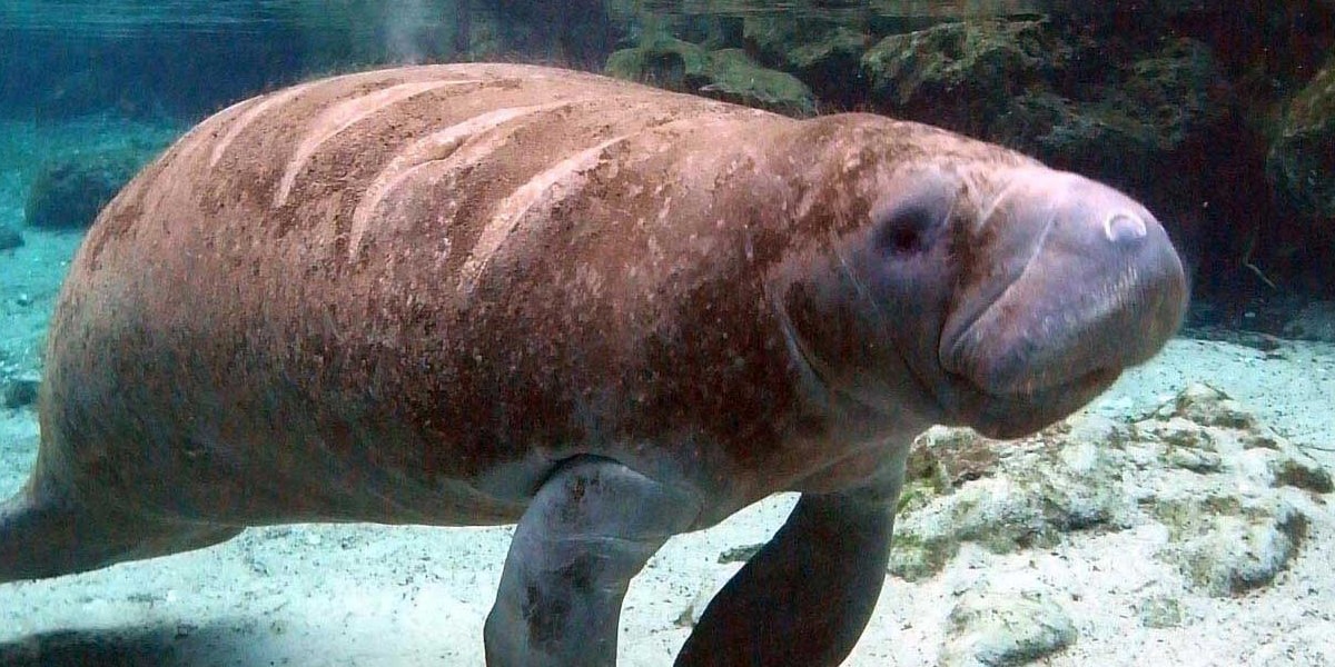 Crystal River: Private Drift Diving Tour in Rainbow River | GetYourGuide