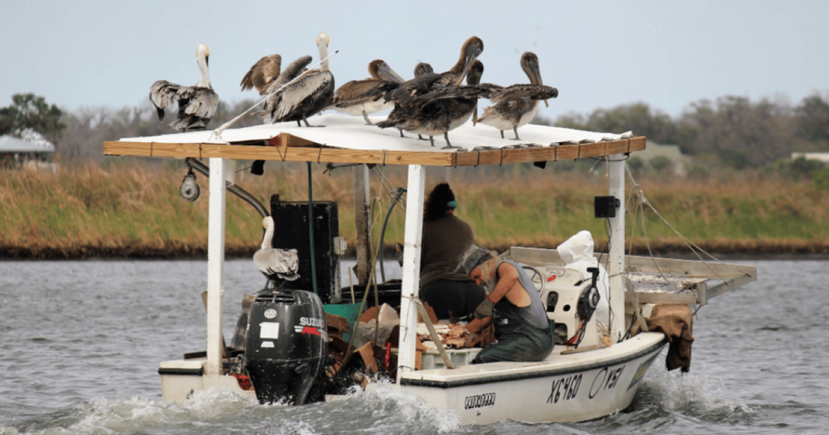 Crystal River: Private River Sightseeing Cruise with a Guide | GetYourGuide