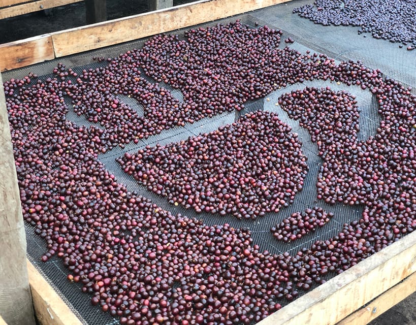 Pereira: Coffee Farm and Salento Walking Tour with Lunch | GetYourGuide