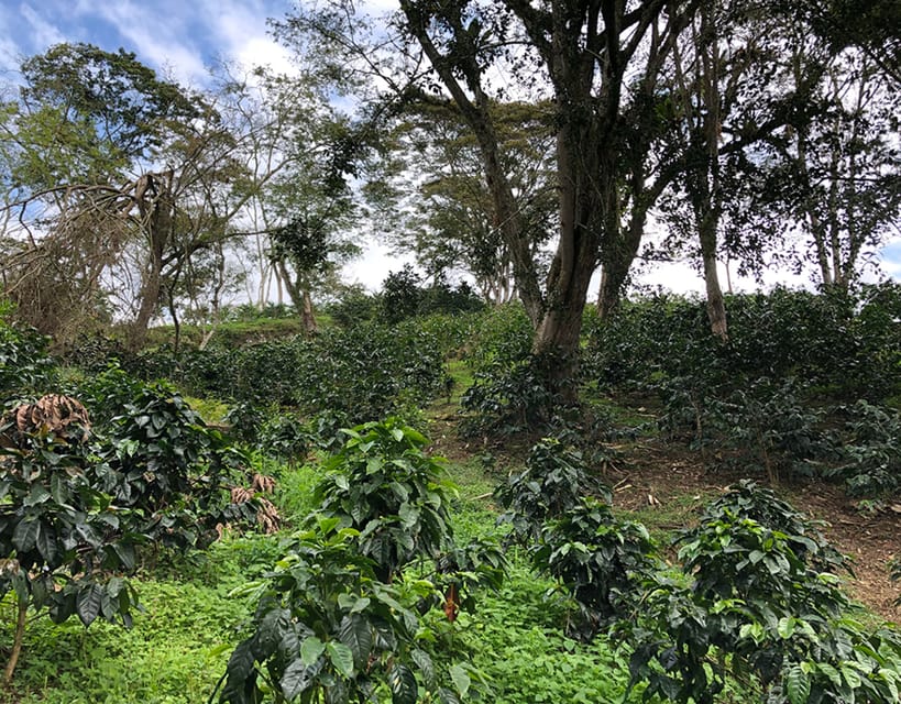 Pereira: Coffee Farm and Salento Walking Tour with Lunch | GetYourGuide