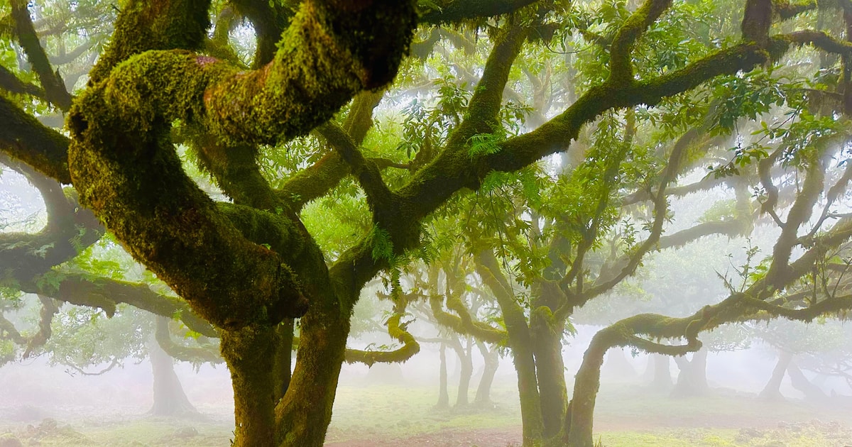 Madeira: Western Madeira Guided Trip & Fanal Mystic Forest | GetYourGuide