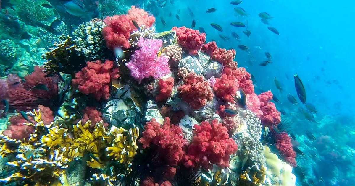 Koh Lipe: Longtail Boat Snorkeling Trip with Lunch | GetYourGuide