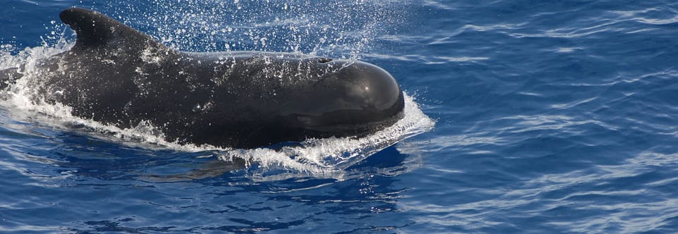 Roseau: Waitukubuli Volcano Snorkeling Boat Trip | GetYourGuide