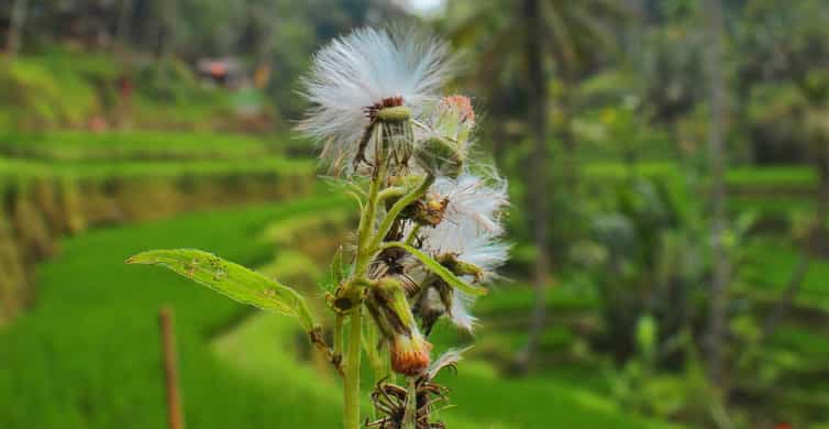 Satria Agrowisata, Bali - Book Tickets & Tours | GetYourGuide