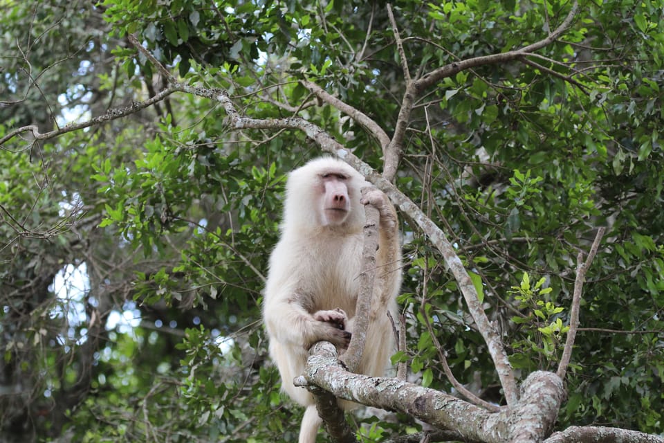 Fra Moshi: Arusha National Park Day Tour og Walking Safari | GetYourGuide