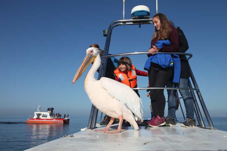 Walvis Bay: Delfinkreuzfahrt an der namibischen Küste mit leichtem ...