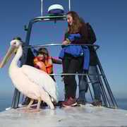 Walvis Bay: Atlantic Namibian Coast Marine Dolphin Cruise | GetYourGuide