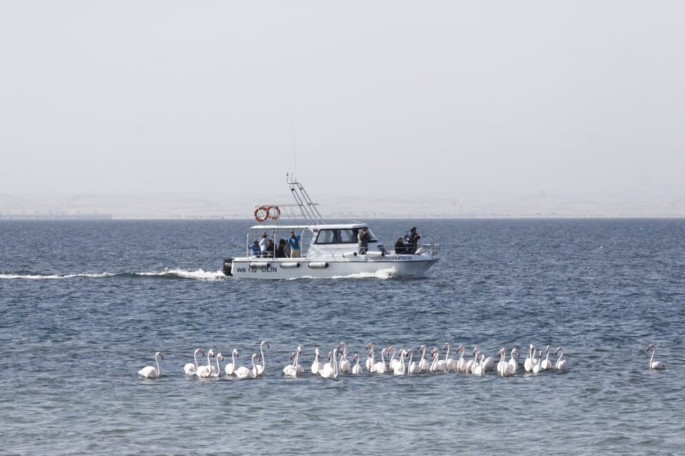 Walvis Bay: Atlantic Namibian Coast Marine Dolphin Cruise | GetYourGuide