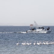 Walvis Bay: Atlantic Namibian Coast Marine Dolphin Cruise | GetYourGuide