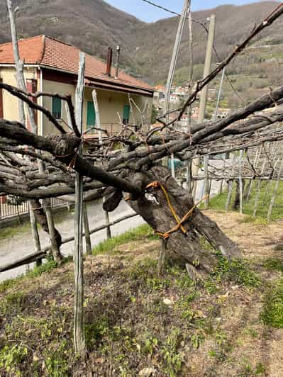 Amalfi Coast: Bomerano to Nocelle – The Path of the Gods | GetYourGuide