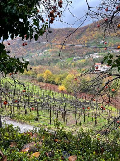 Amalfi Coast: Bomerano to Nocelle – The Path of the Gods | GetYourGuide