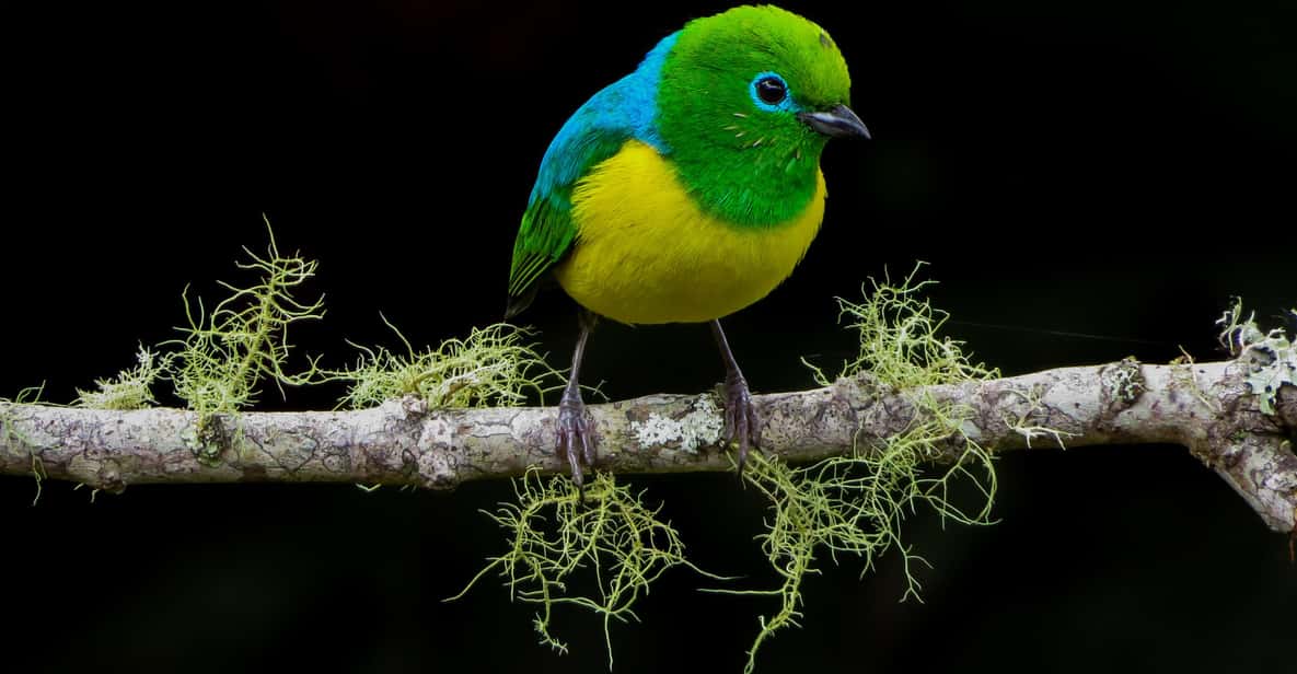 Cali: Bird Watching in The San Antonio Fog Forest | GetYourGuide