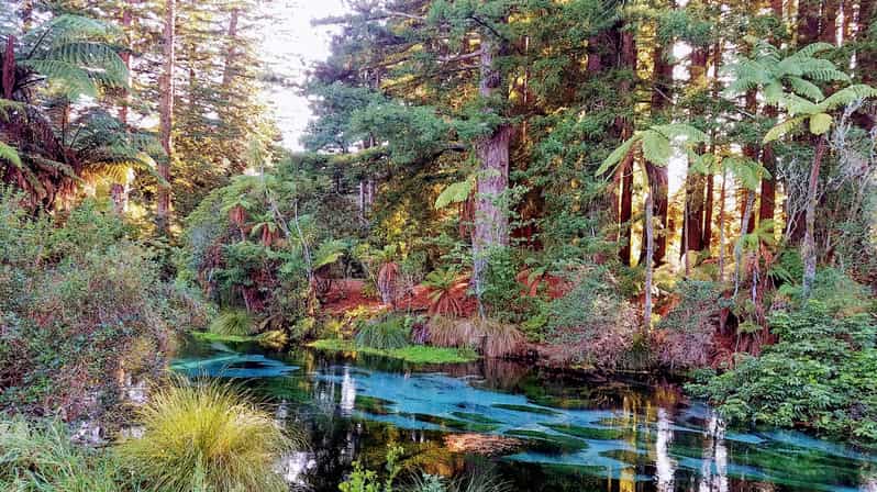 Rotorua: Explore The Lakes Half-Day Morning Tour | GetYourGuide