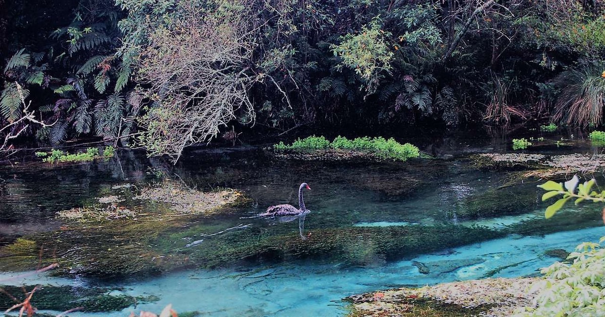 Rotorua: Explore The Lakes Half-Day Morning Tour | GetYourGuide