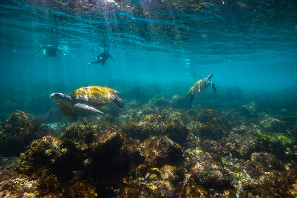 Gold Coast: Snorkeling with Turtles Half-Day Tour | GetYourGuide
