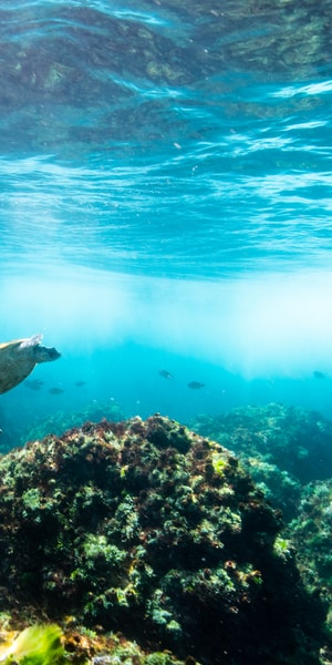 Gold Coast: Snorkeling with Turtles Half-Day Tour | GetYourGuide