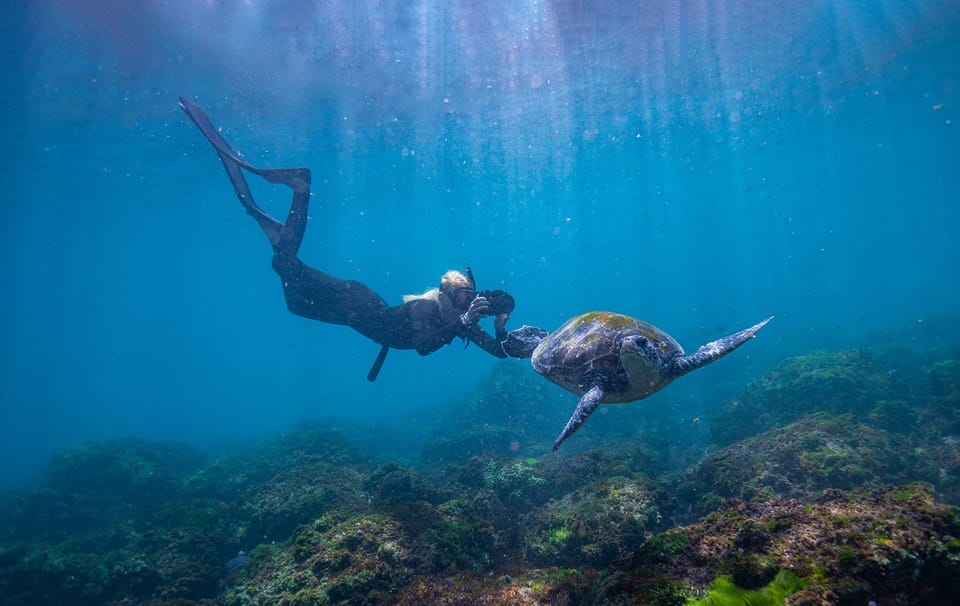 Gold Coast: Snorkeling with Turtles Half-Day Tour | GetYourGuide