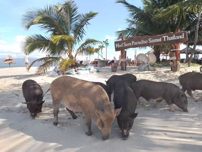 Koh Samui: Coral & Pig Island Longtail Boat Small Group Tour | GetYourGuide