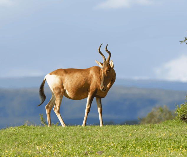 Port Elizabeth Shore Excursion: Addo Elephant Park Safari | GetYourGuide