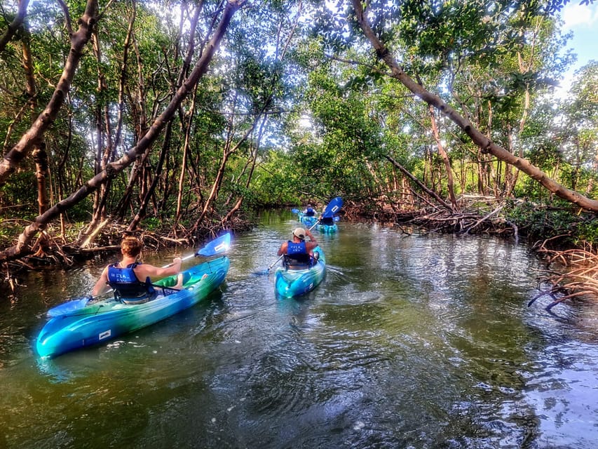Marco Island: Kayak Mangrove Ecotour in Rookery Bay Reserve | GetYourGuide