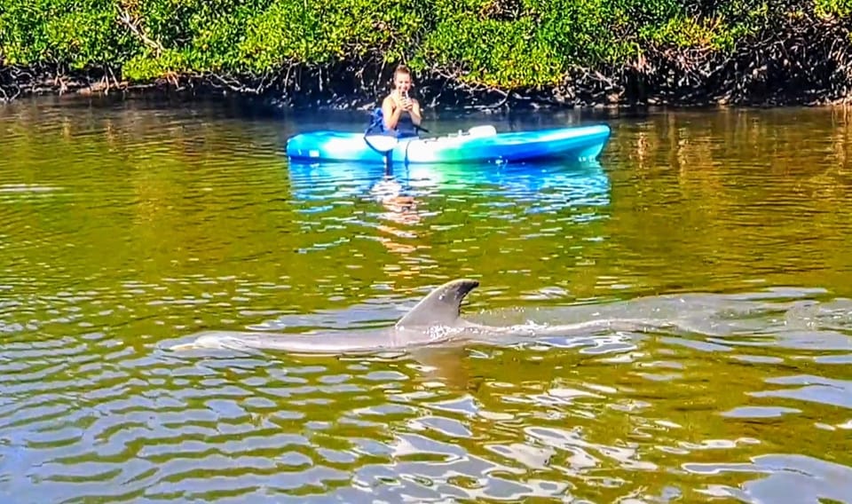 Marco Island: Kayak Mangrove Ecotour in Rookery Bay Reserve | GetYourGuide