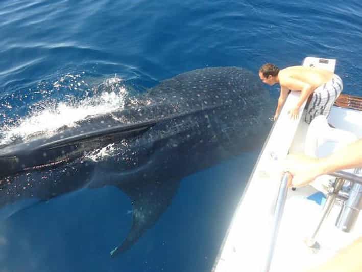Cancun: Whale Shark Snorkeling Experience | GetYourGuide