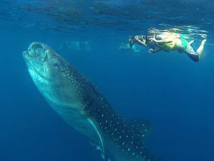 Cancun: Whale Shark Snorkeling Experience | GetYourGuide