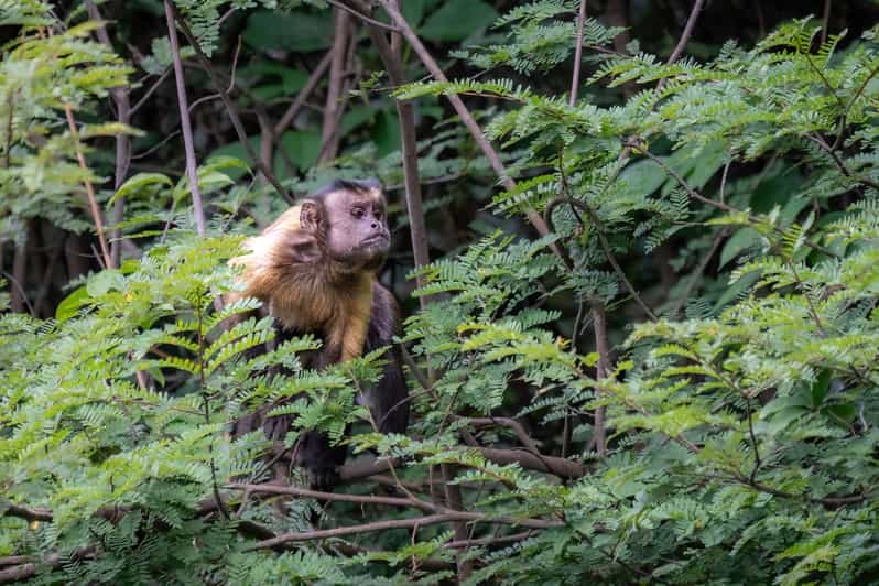 Manaus: Mehrtägige Amazonas-Survival-Tour mit Camping | GetYourGuide