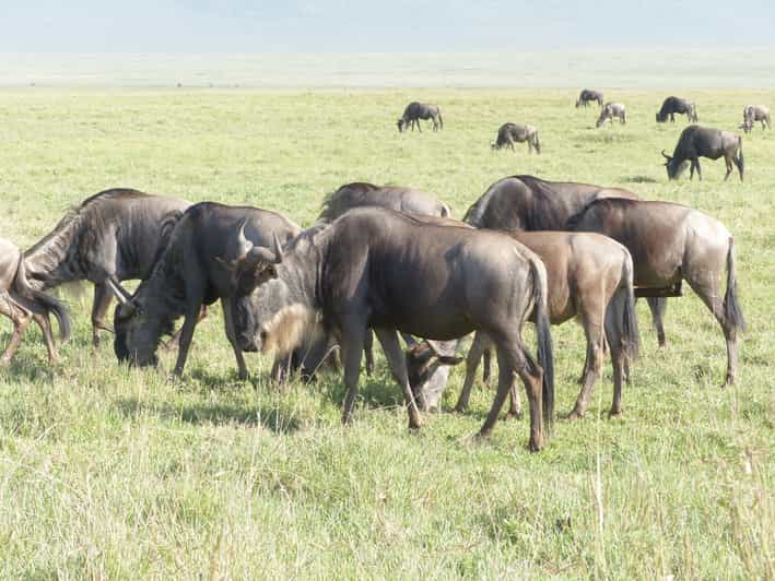 Kilimanjaro: Safari de 8 días por la temporada de cría de los ñus ...