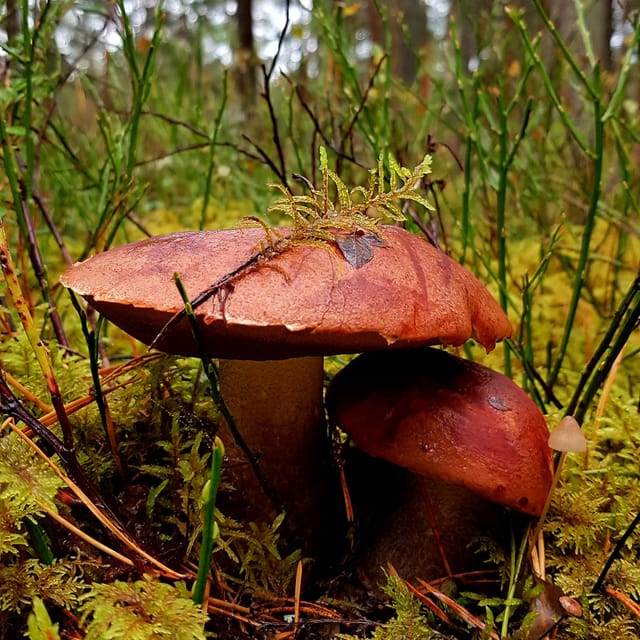 Mushroom picking in the forests near Riga | GetYourGuide