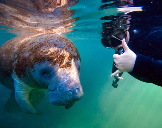 Orlando: Manatee Encounter, Snorkeling, and Airboat Ride | GetYourGuide