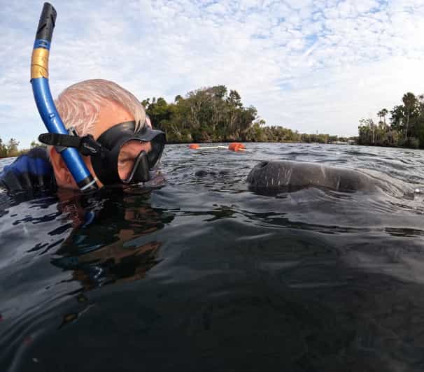 Orlando: Manatee Encounter, Snorkeling, and Airboat Ride | GetYourGuide