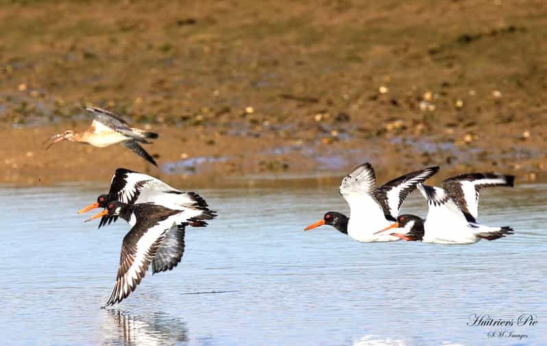 Olhão: 3 Islands Tour with Local Guide & Traditional Lunch | GetYourGuide