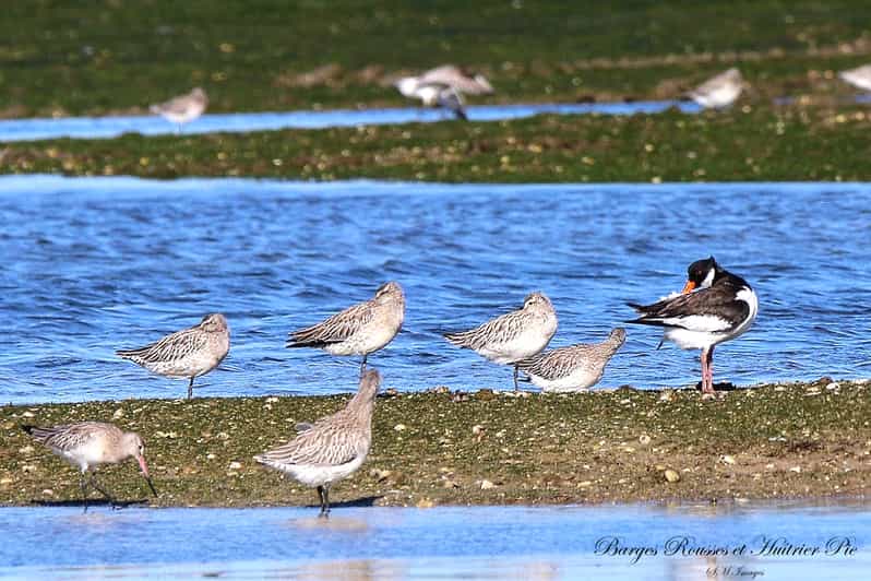 Olhão: 3 Islands Tour with Local Guide & Traditional Lunch | GetYourGuide