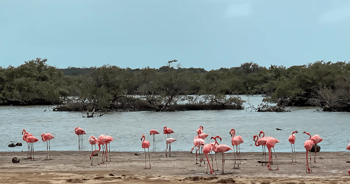 Bonaire: Tour guidato di gruppo con i punti salienti del Nord e del Sud ...