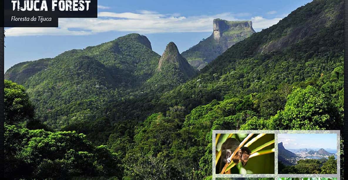 Rio de Janeiro: Tijuca National Park EcoTour | GetYourGuide