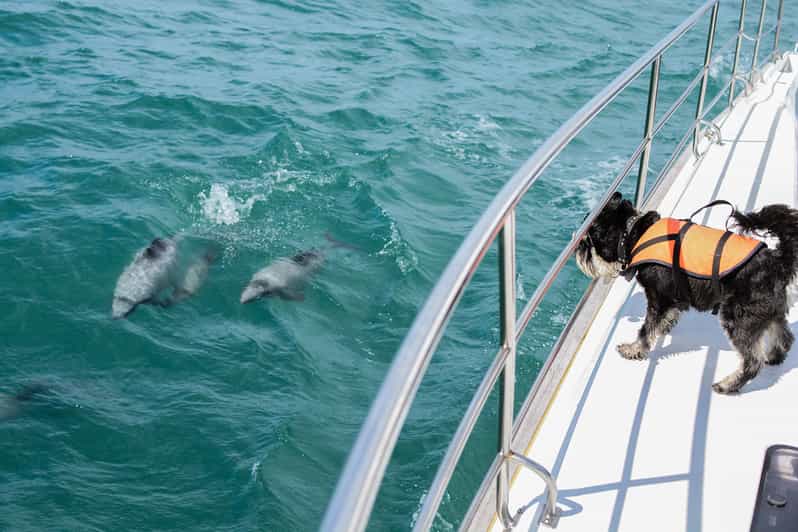 Akaroa: Dolphin Nature Cruise | GetYourGuide