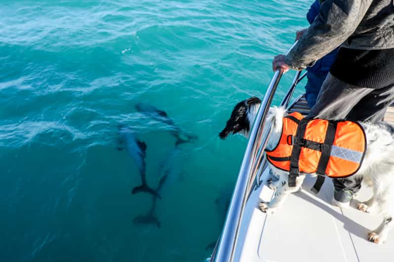 Akaroa: Dolphin Nature Cruise | GetYourGuide
