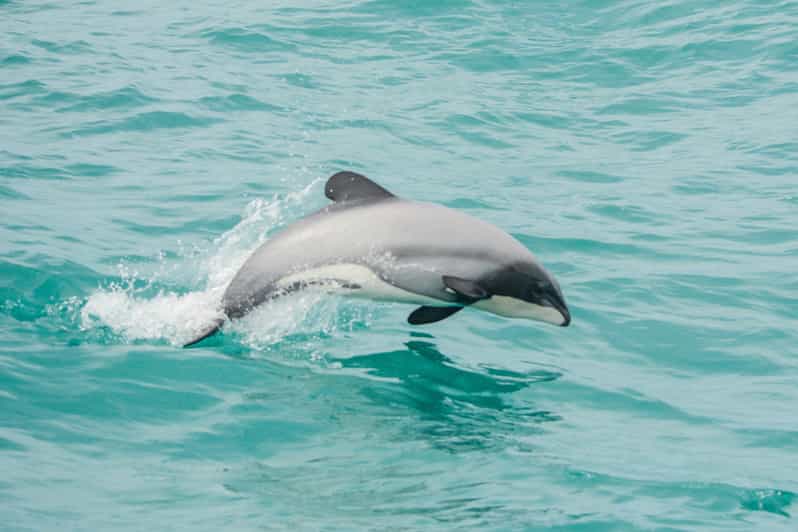 Akaroa: Dolphin Nature Cruise | GetYourGuide