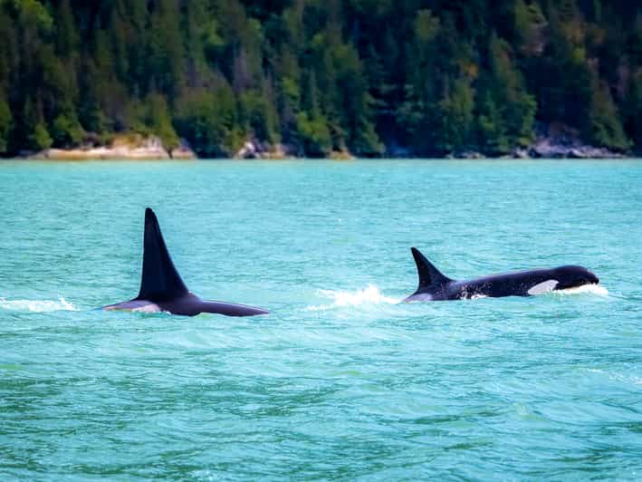 Squamish: Hands-On Howe Sound Sailing Adventure | GetYourGuide
