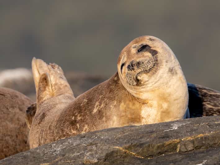 Squamish: Hands-On Howe Sound Sailing Adventure | GetYourGuide
