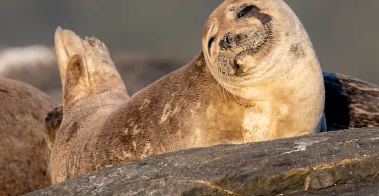 Squamish: Hands-On Howe Sound Sailing Adventure | GetYourGuide