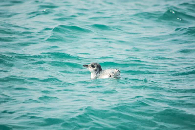 Akaroa: Dolphin Nature Cruise | GetYourGuide