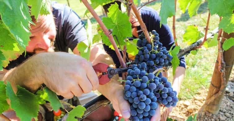 The BEST Ulignano Tours and Things to Do in 2023 - FREE Cancellation ...