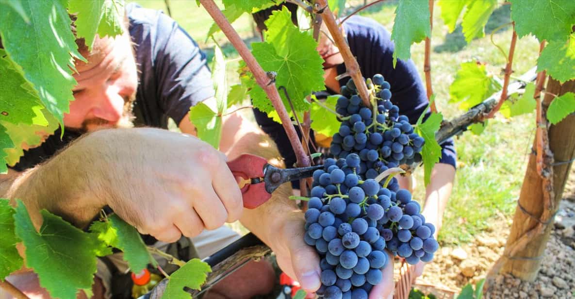 Ernten, Stampfen & Touren | GetYourGuide