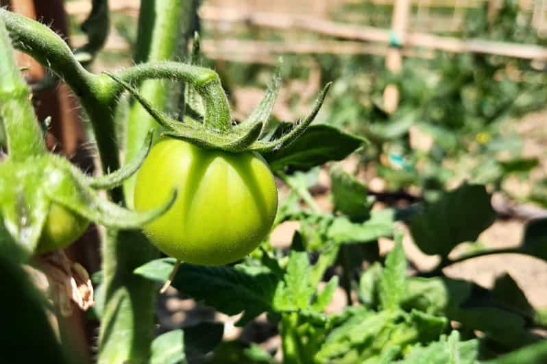 Ulignano: Tenuta Torciano Wine Tasting with Tuscan Lunch | GetYourGuide