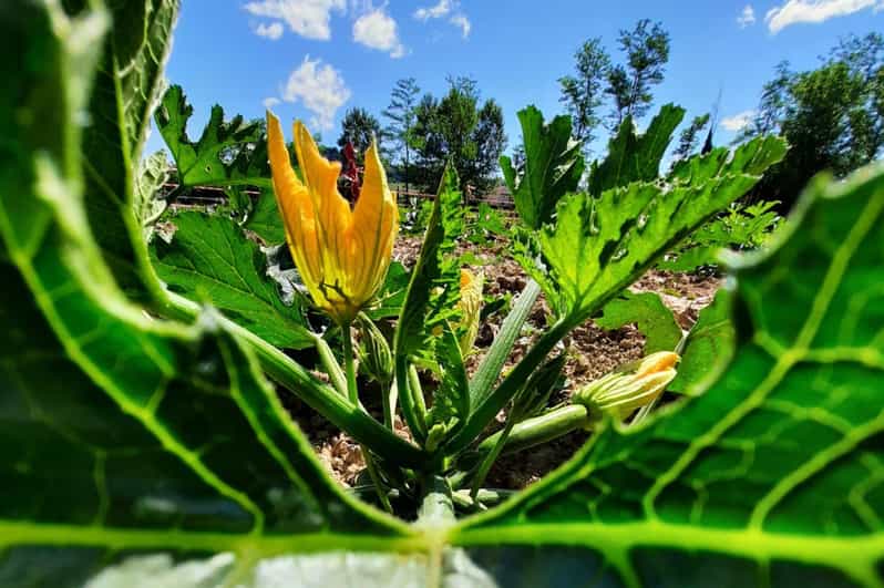 Ulignano: Tenuta Torciano Wine Tasting with Tuscan Lunch | GetYourGuide