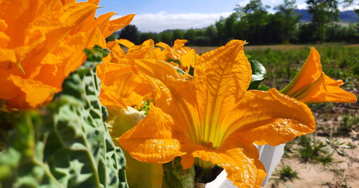 Ulignano: Tenuta Torciano Wine Tasting with Tuscan Lunch | GetYourGuide