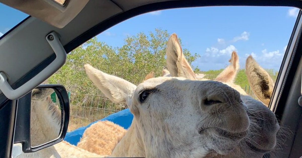 Donkey Sanctuary Tour with a Local Guide | GetYourGuide