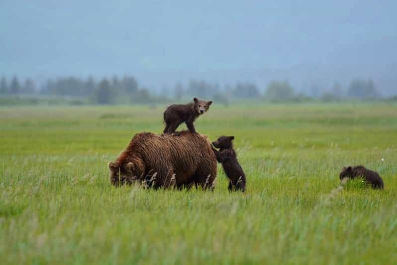 Guided Expedition- Bear Viewing & Flightseeing from Homer | GetYourGuide